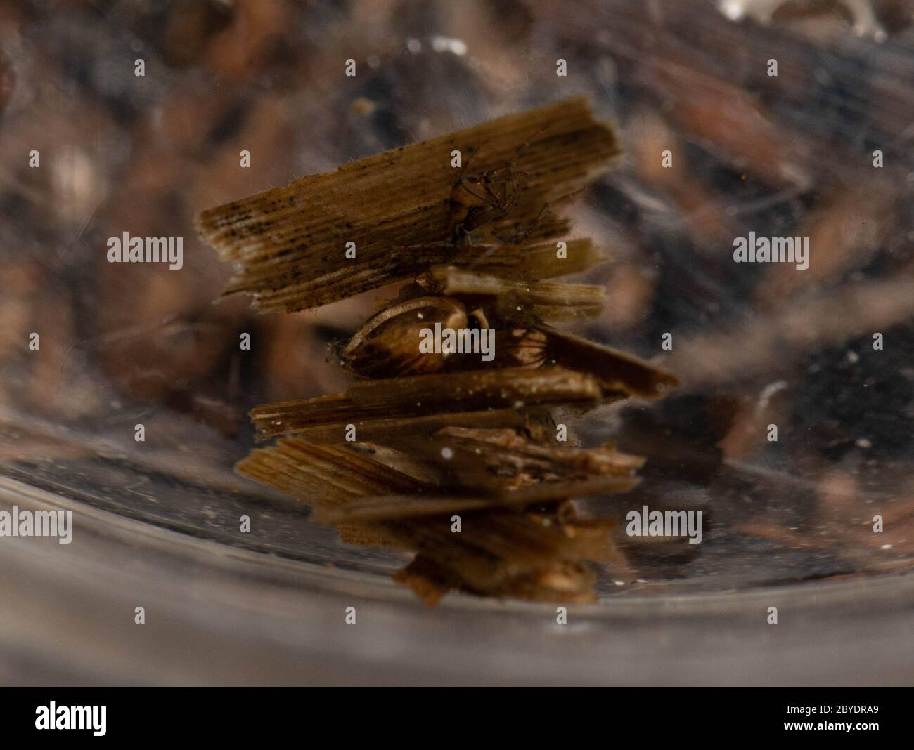 Cased caddisfly larva hi-res stock photography and images - Alamy