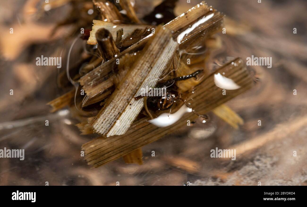 Cased Caddisfly (Trichoptera) from Jackson County, Colorado, USA Stock ...