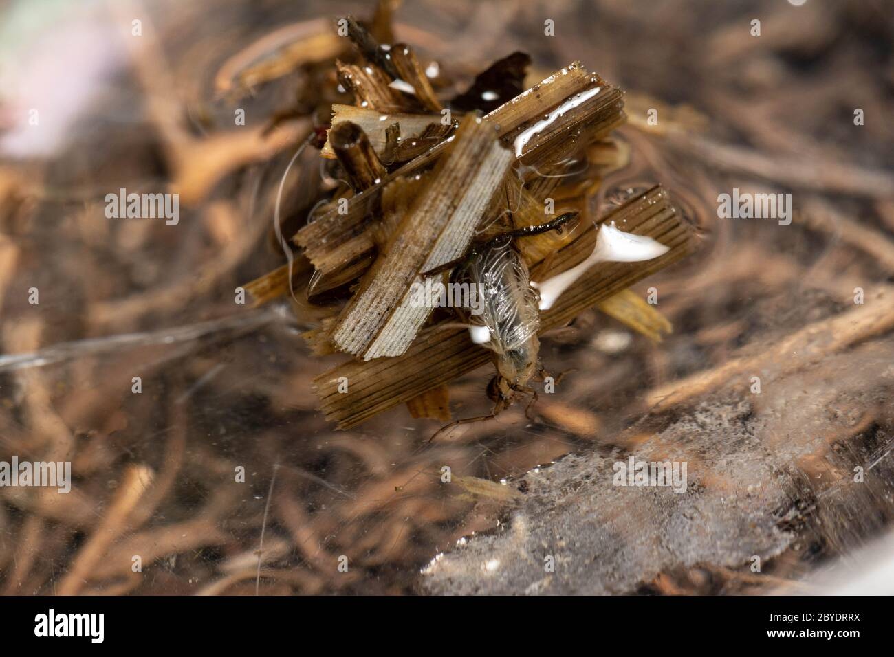 Cased Caddisfly (Trichoptera) from Jackson County, Colorado, USA Stock ...