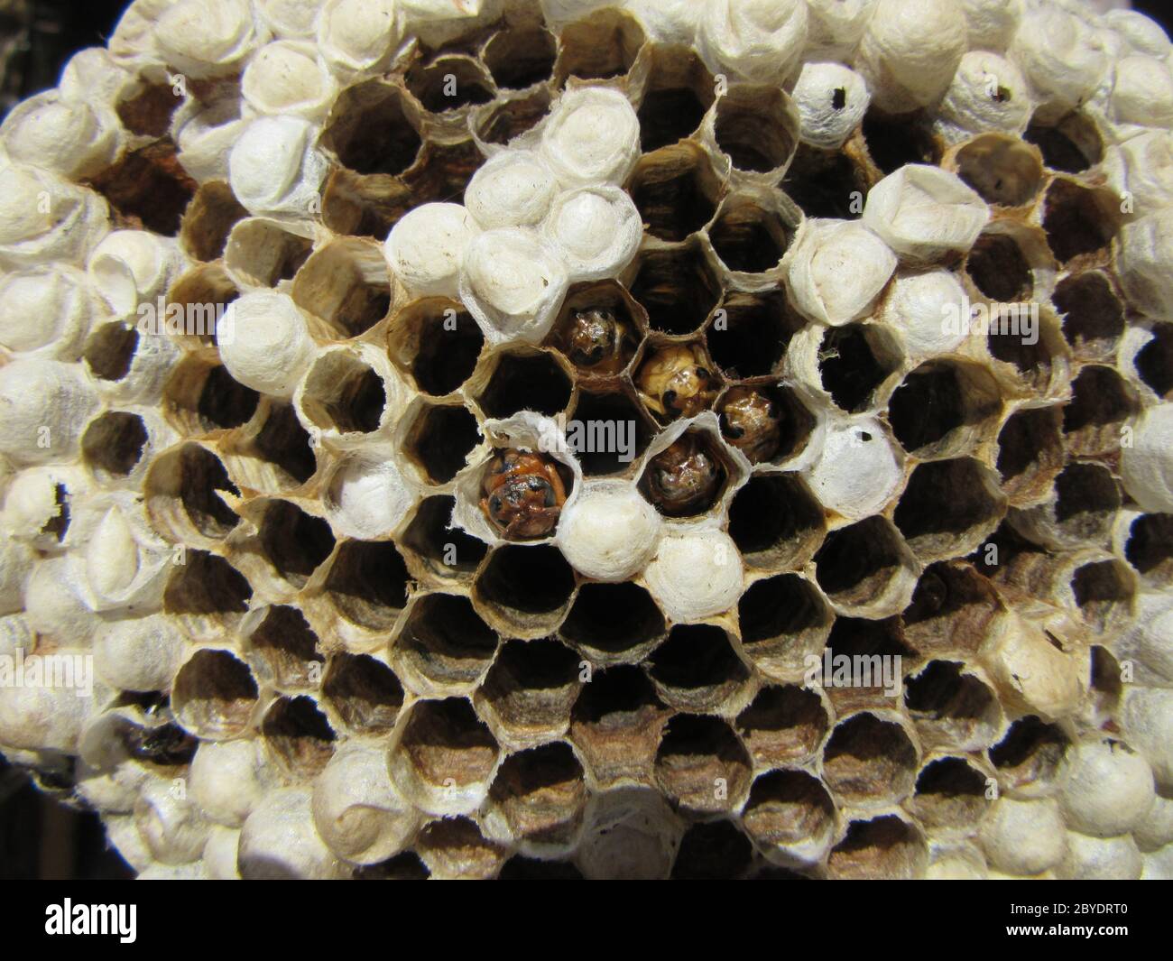 Closeup of a paper wasp nest with larvae in individual hexagonal cells ...