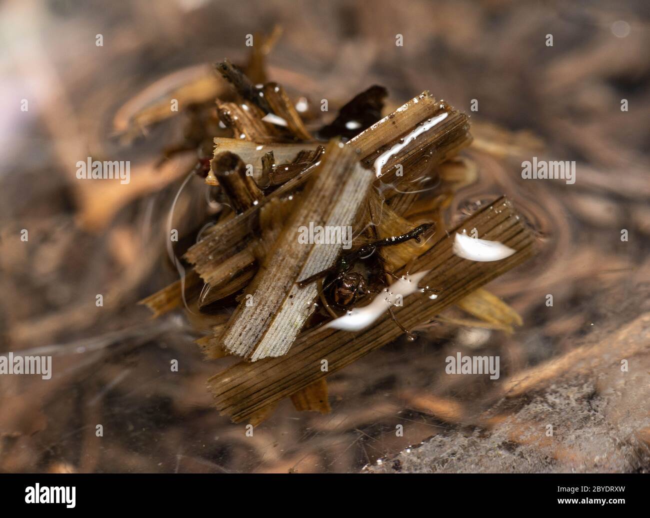 Cased Caddisfly (Trichoptera) from Jackson County, Colorado, USA Stock ...