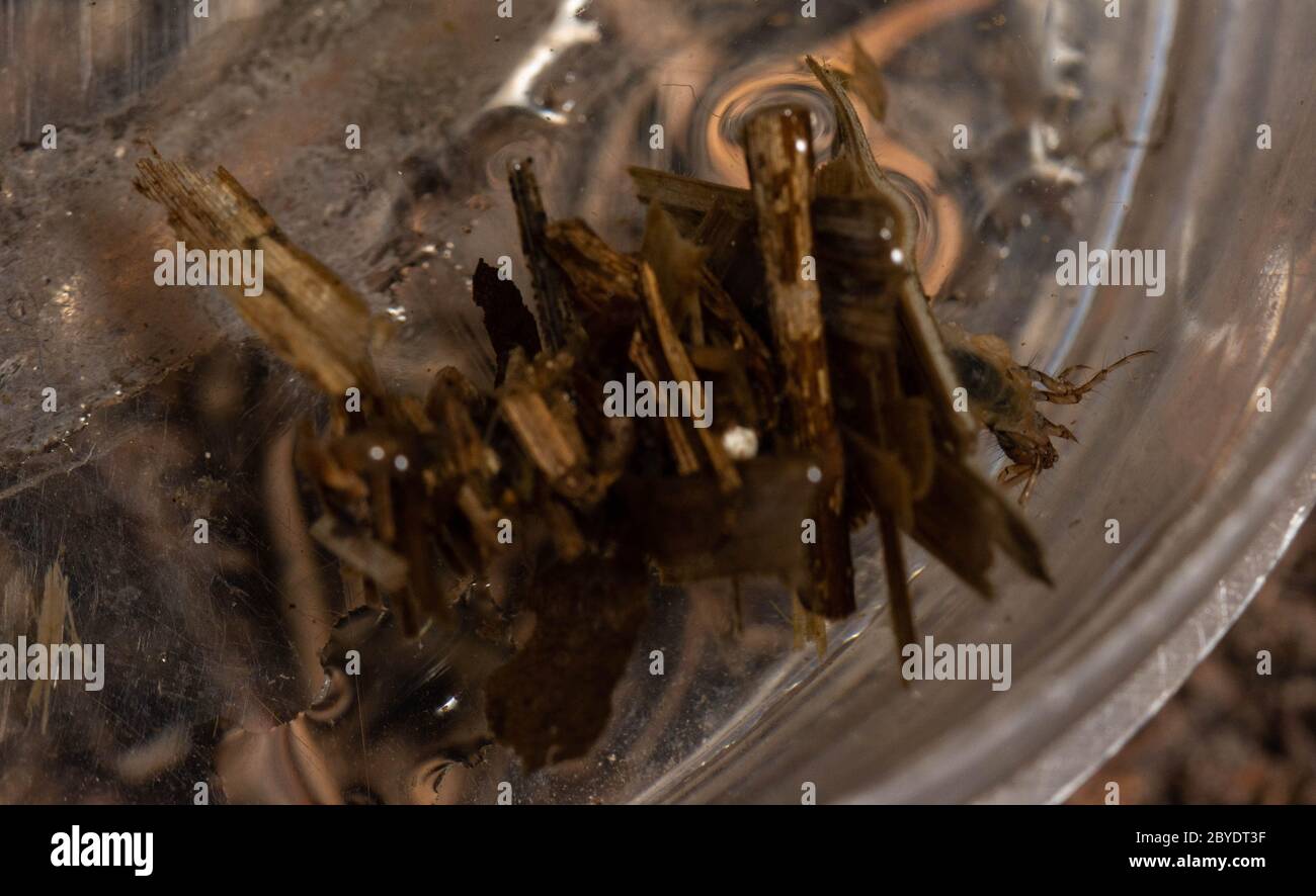 Cased caddisfly larva hi-res stock photography and images - Alamy