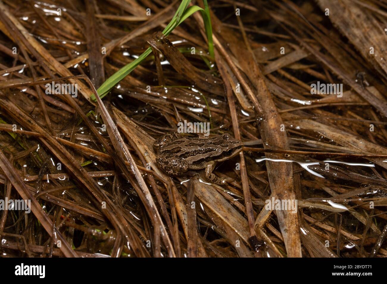 Boreal Chorus Frog (Pseudacris maculata) from Jackson County, Colorado ...