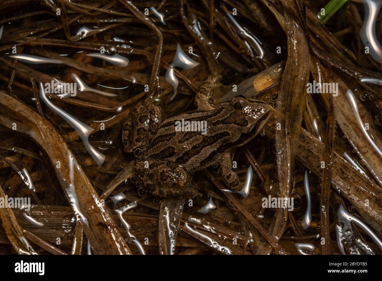 Chorus frog colorado hi-res stock photography and images - Alamy