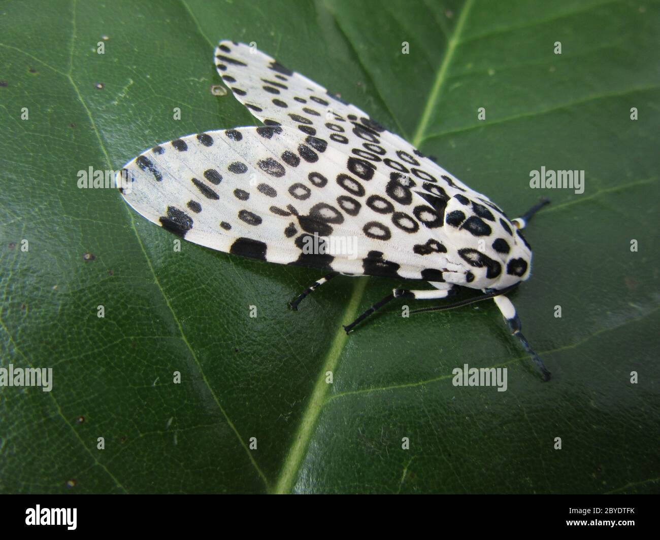 Closeup view of a giant leopard moth, with its characteristic spots, on ...
