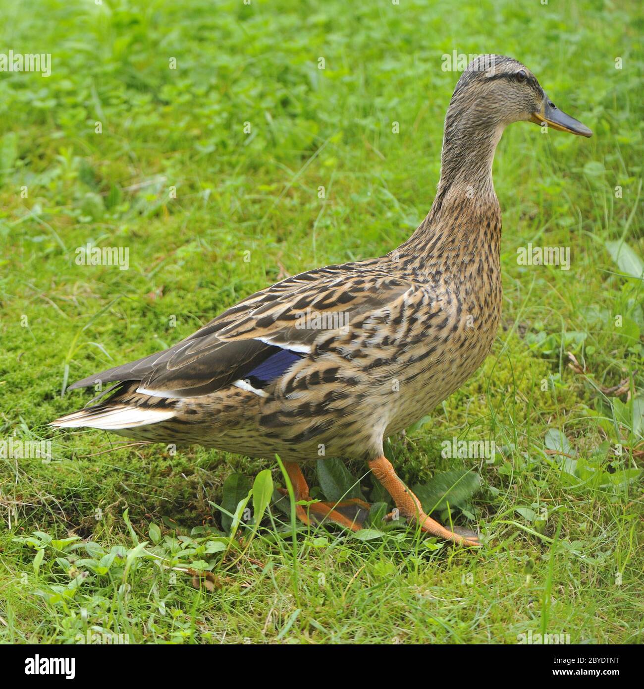 Female mallard hi-res stock photography and images - Alamy