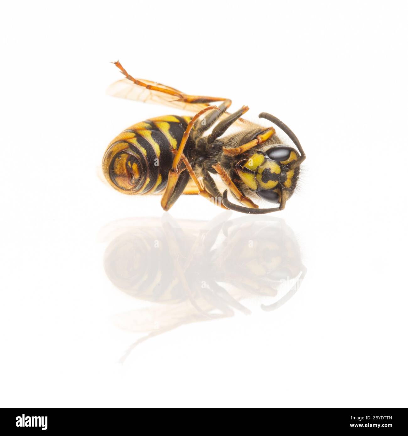 Macro of a dead wasp (Vespula vulgaris Stock Photo - Alamy