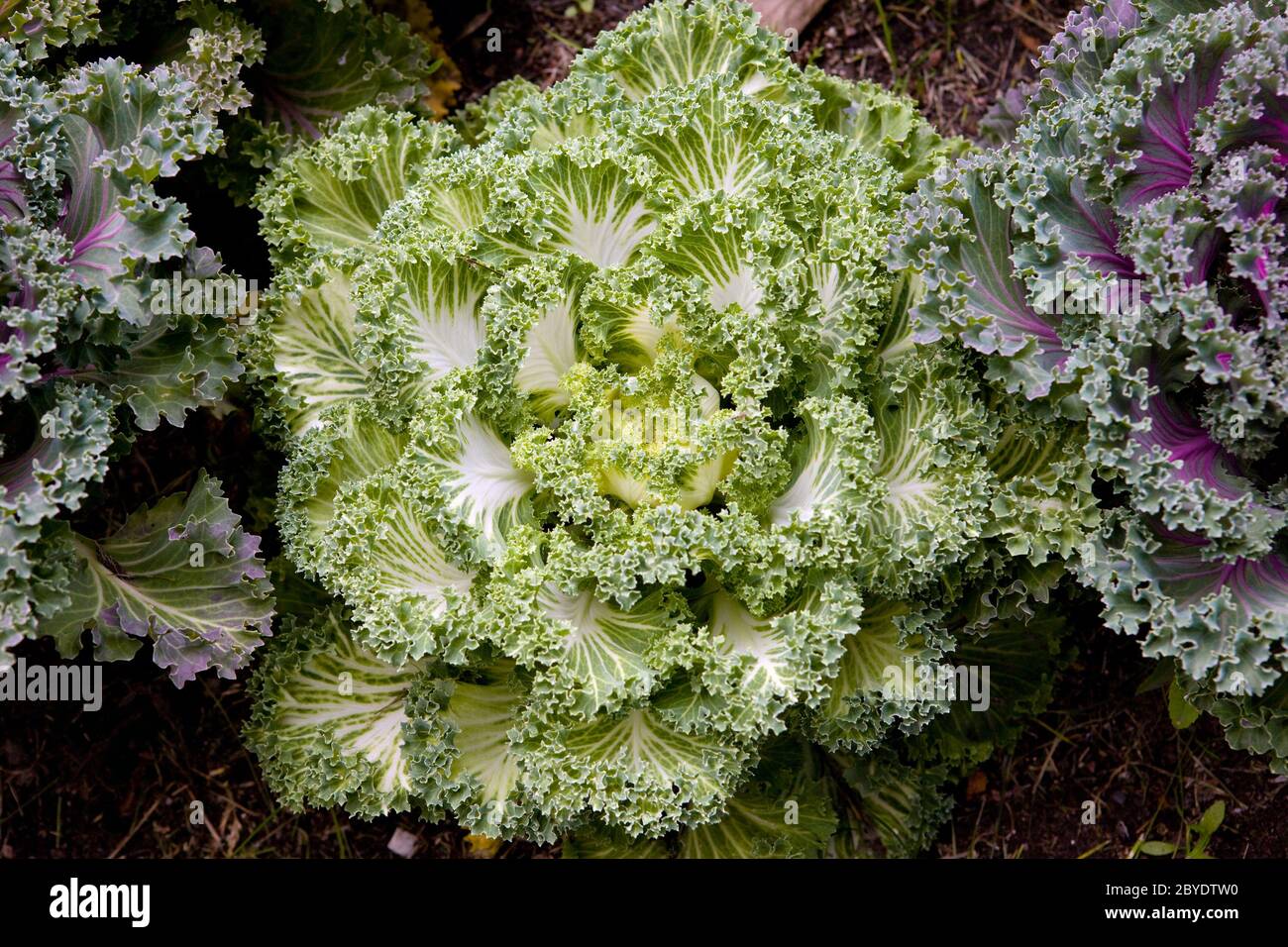 Decorative coloured cabbage Stock Photo - Alamy