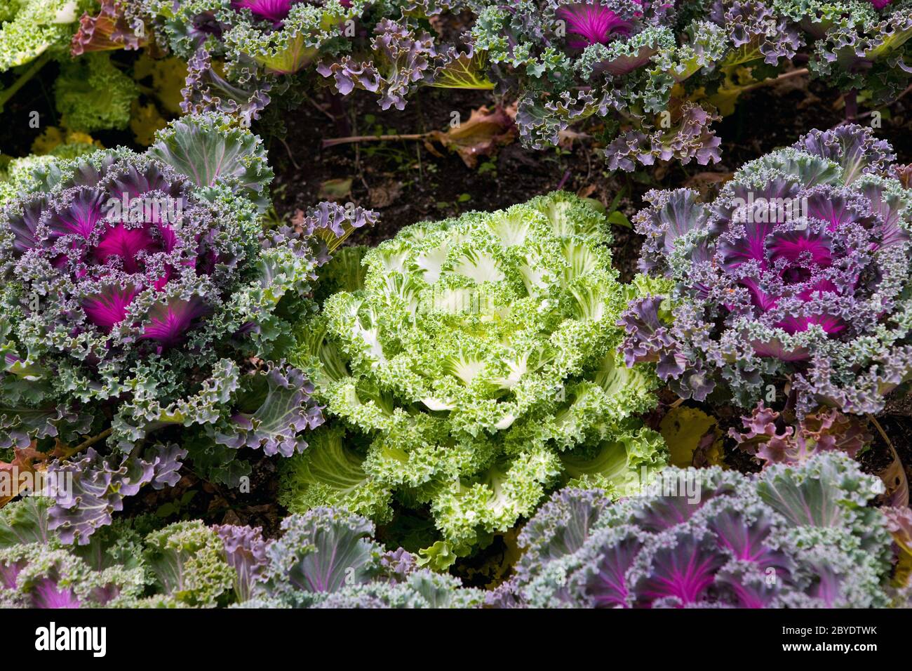 Decorative multi-coloured cabbage Stock Photo - Alamy