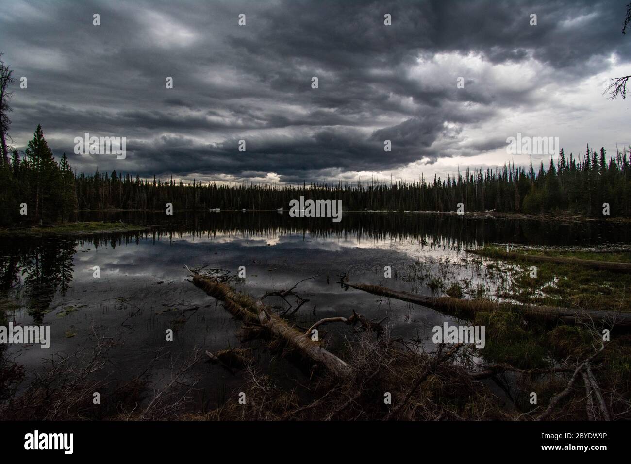 Chorus frog colorado hi-res stock photography and images - Alamy