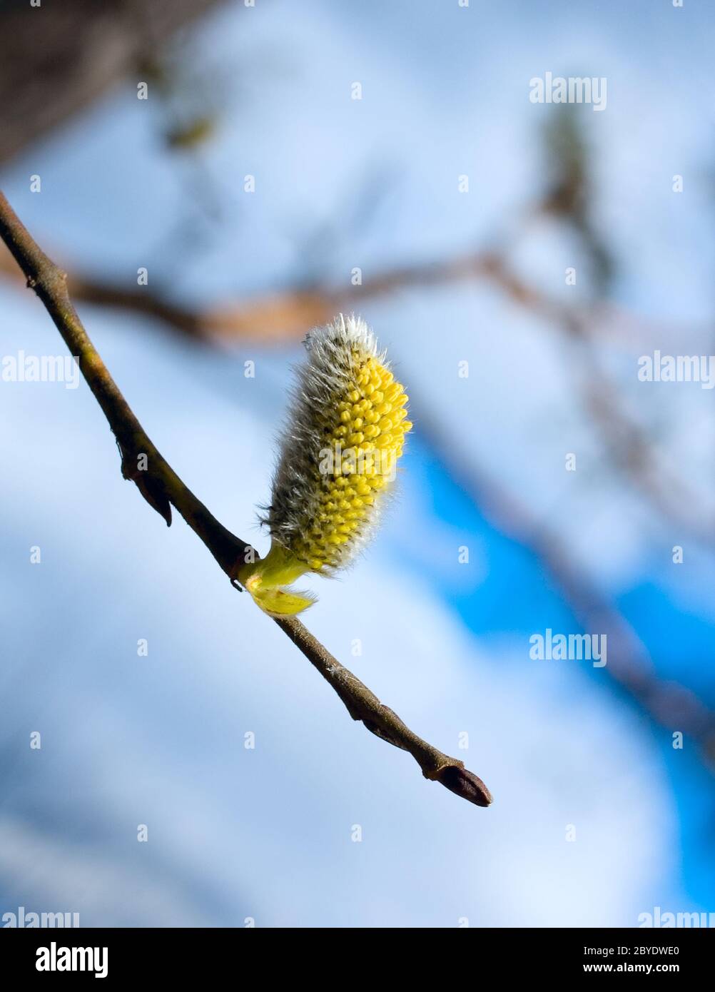 blooming bud over blue sky background Stock Photo - Alamy