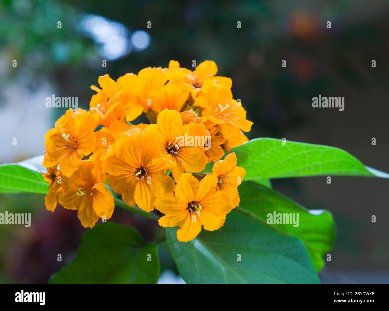 Tropical bush hi-res stock photography and images - Alamy