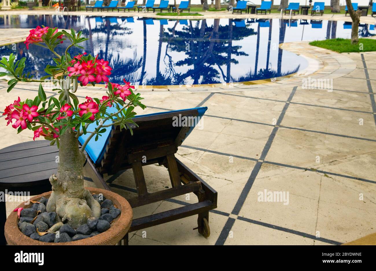 Foreground flower hi-res stock photography and images - Alamy