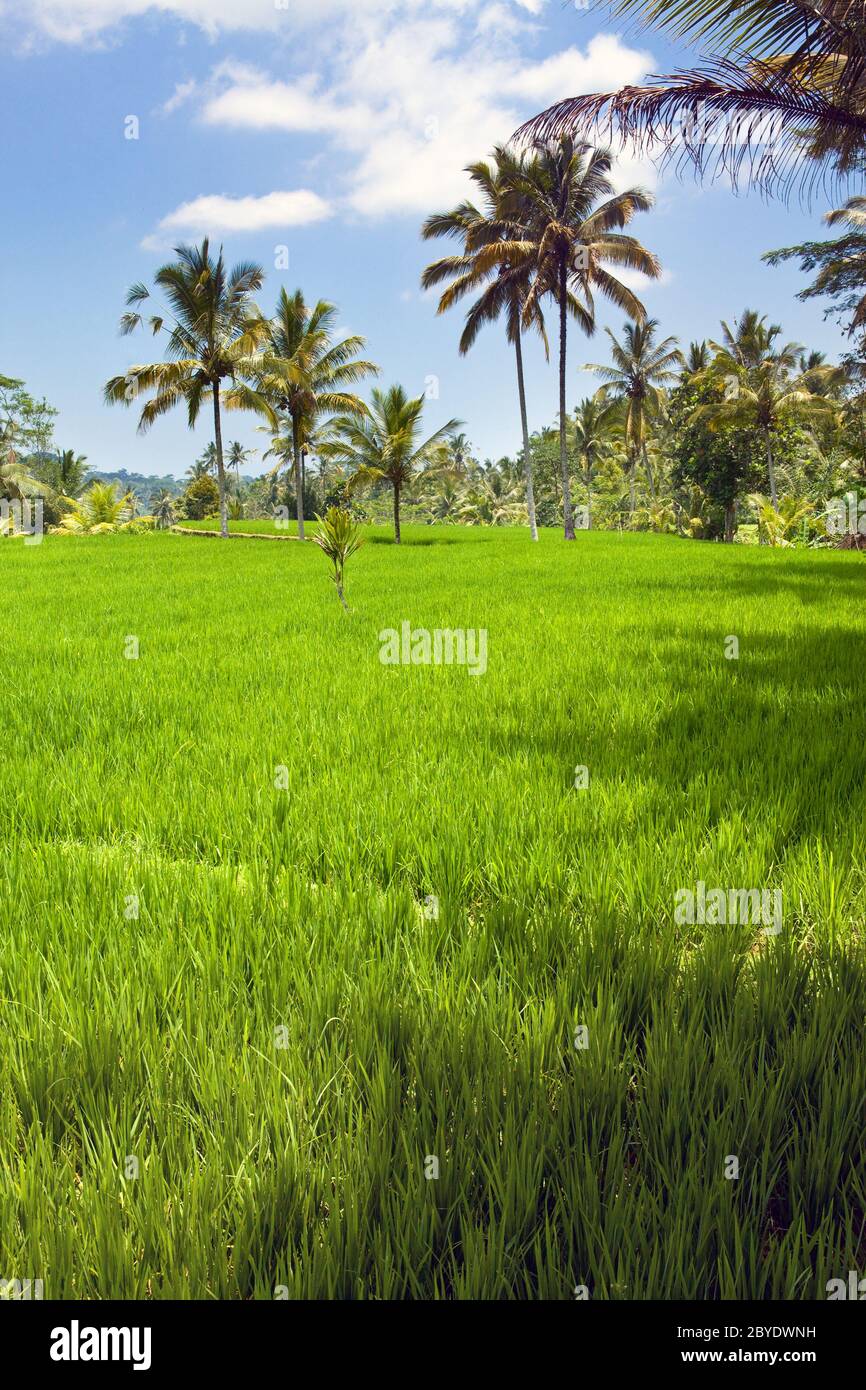Tropical landscape. Indonesia. Bali Stock Photo - Alamy