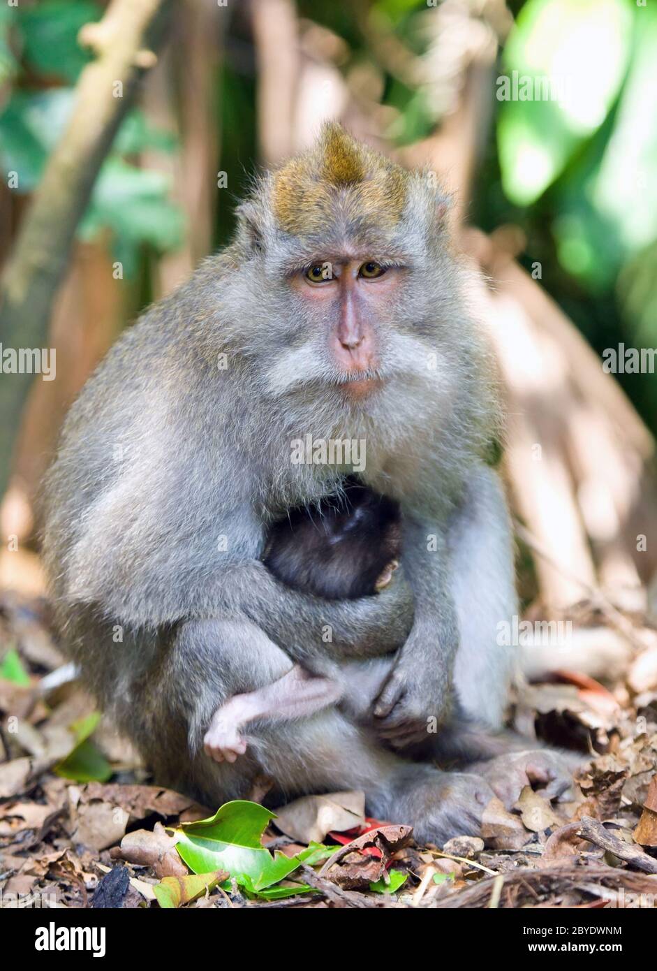 Long tailed macaque with young animal hi-res stock photography and ...