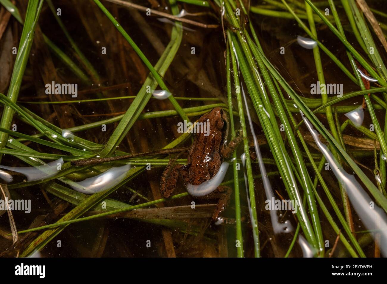 Chorus frog colorado hi-res stock photography and images - Alamy