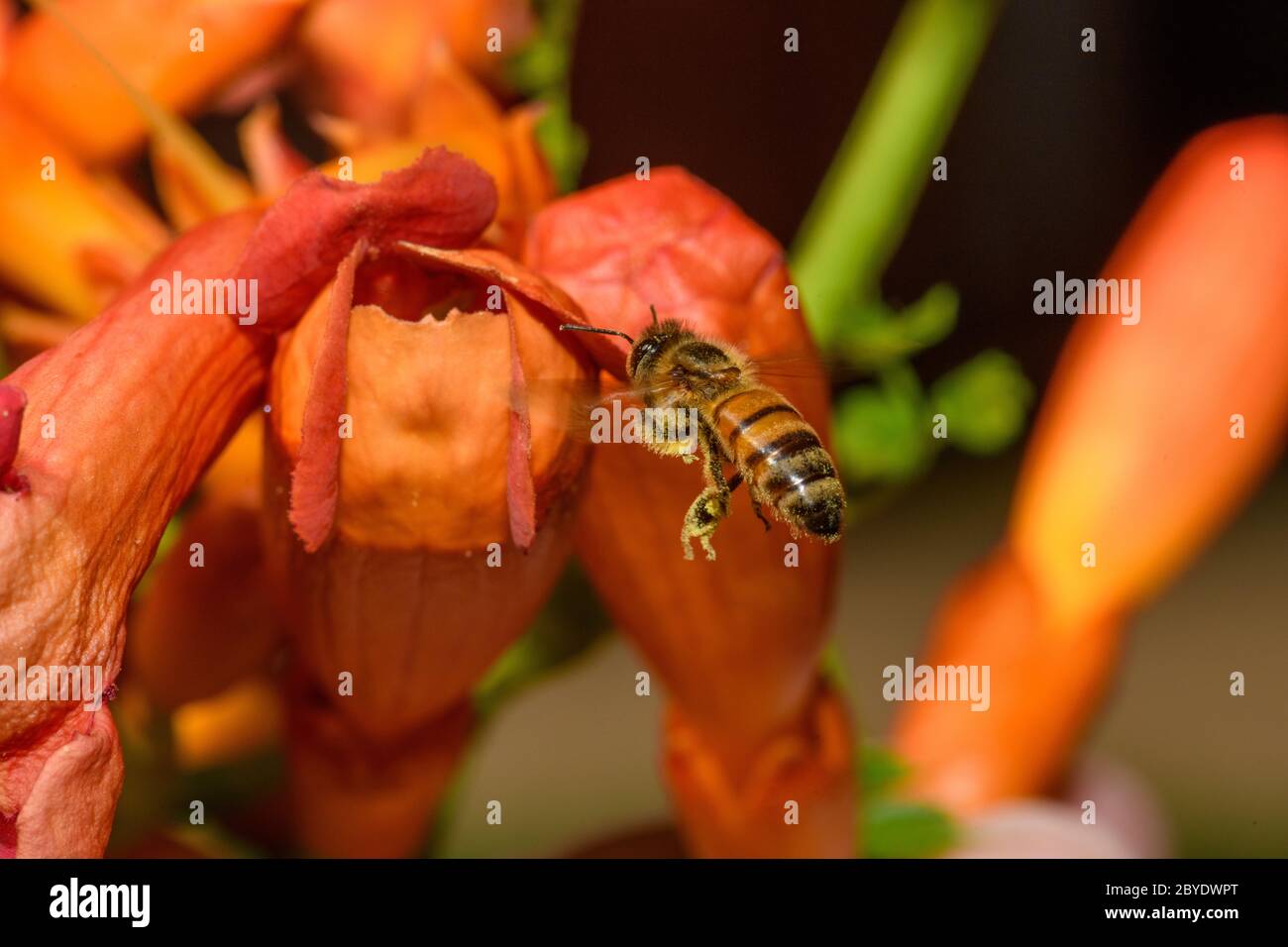Western honey bee or European honey bee (Apis mellifera) on Trumpet ...