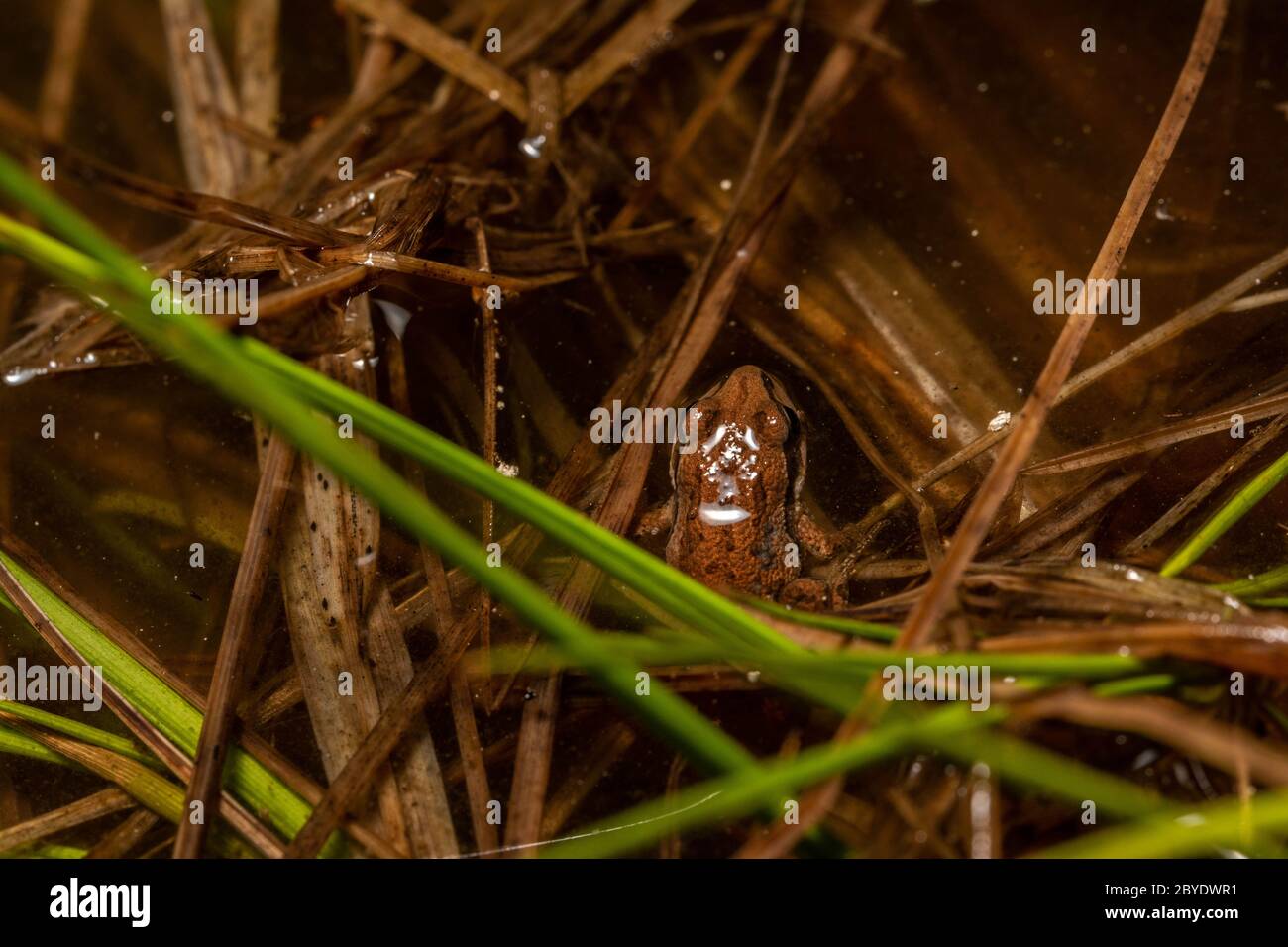 Boreal Chorus Frog (Pseudacris maculata) from Jackson County, Colorado ...