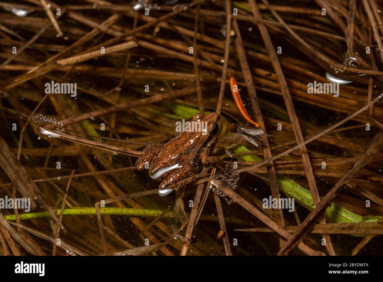 Boreal Chorus Frog (Pseudacris maculata) from Jackson County, Colorado ...