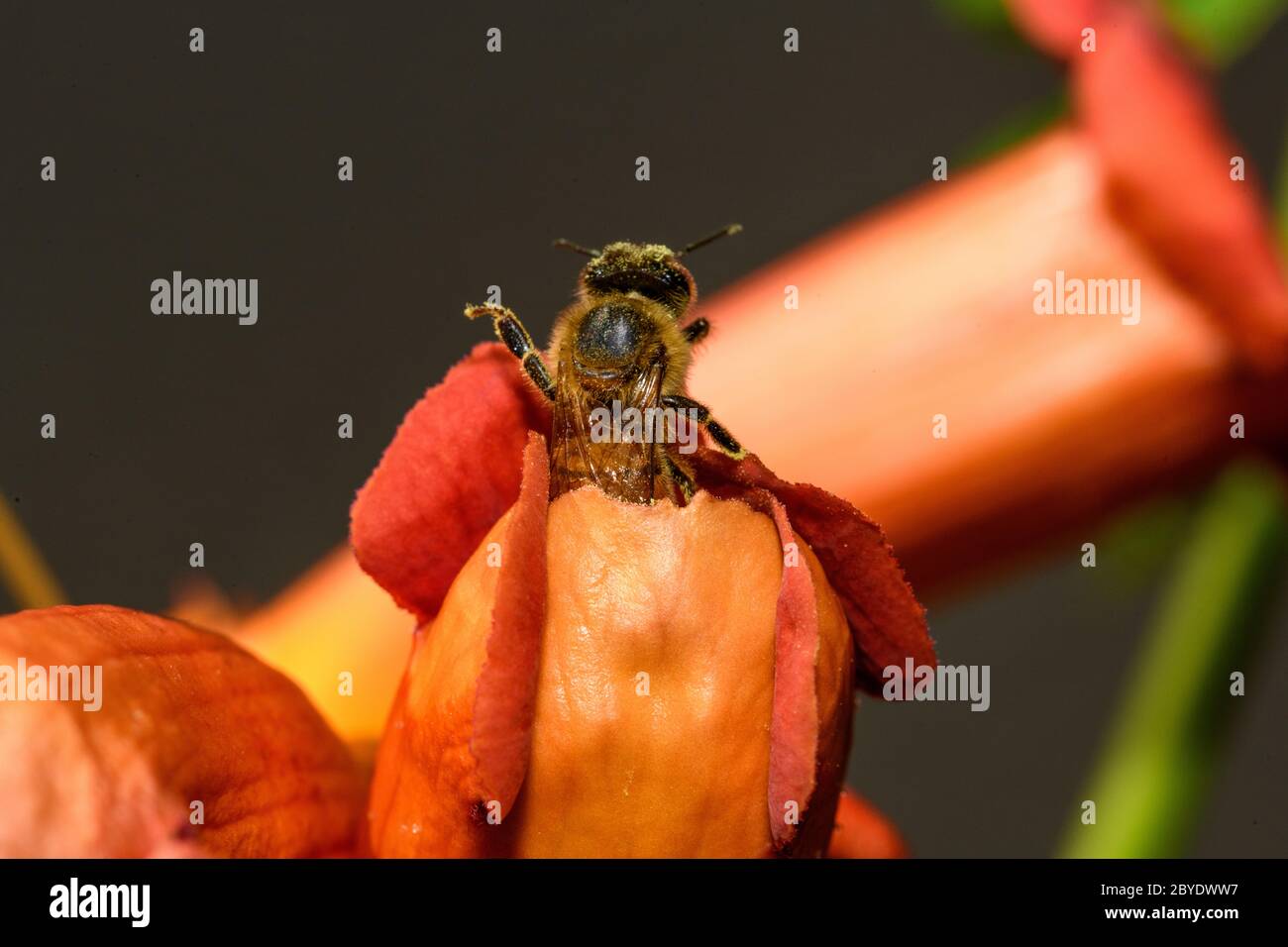 Western honey bee or European honey bee (Apis mellifera) on Trumpet ...