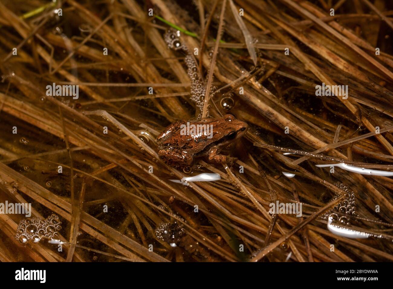 Boreal Chorus Frog (Pseudacris maculata) from Jackson County, Colorado ...