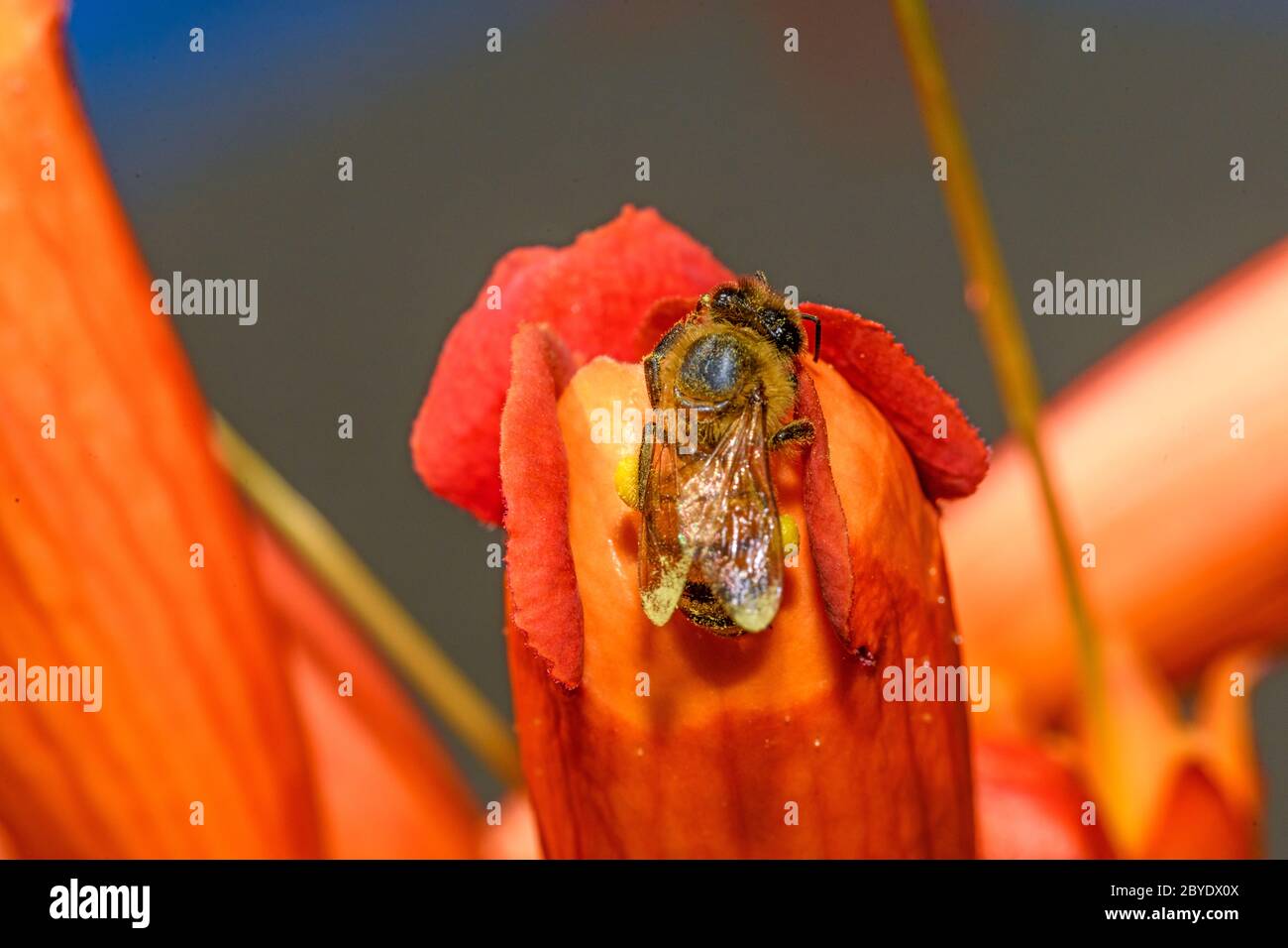 Western honey bee or European honey bee (Apis mellifera) on Trumpet ...