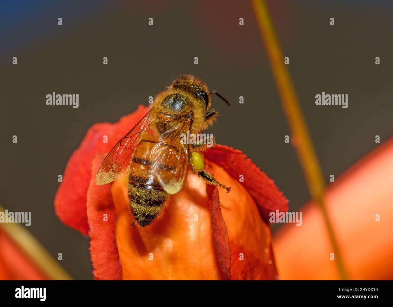 Western honey bee or European honey bee (Apis mellifera) on Trumpet ...