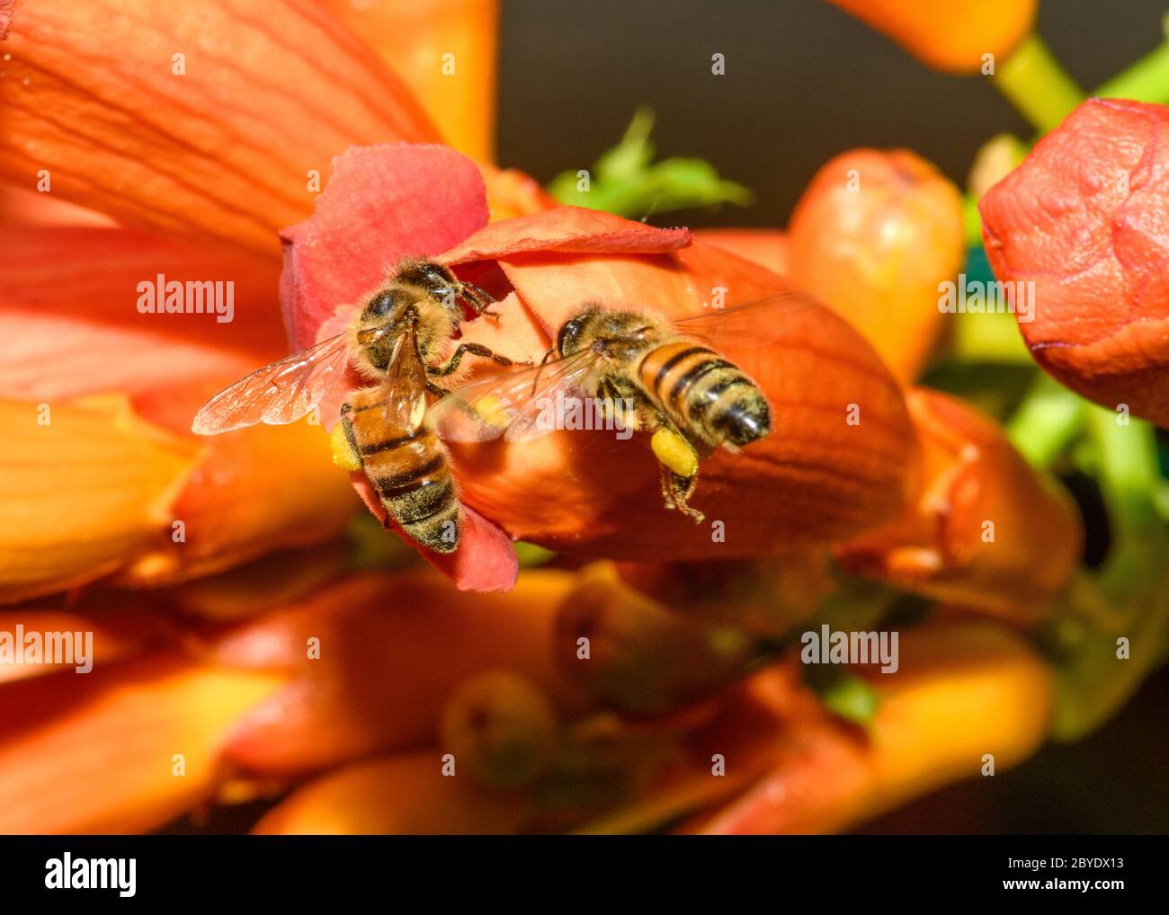 Western honey bee or European honey bee (Apis mellifera) on Trumpet ...