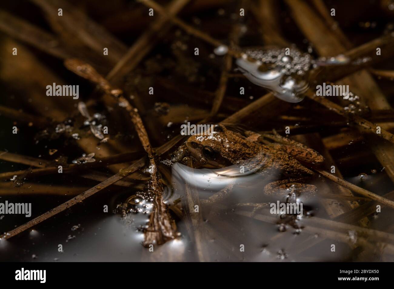Chorus frog colorado hi-res stock photography and images - Alamy