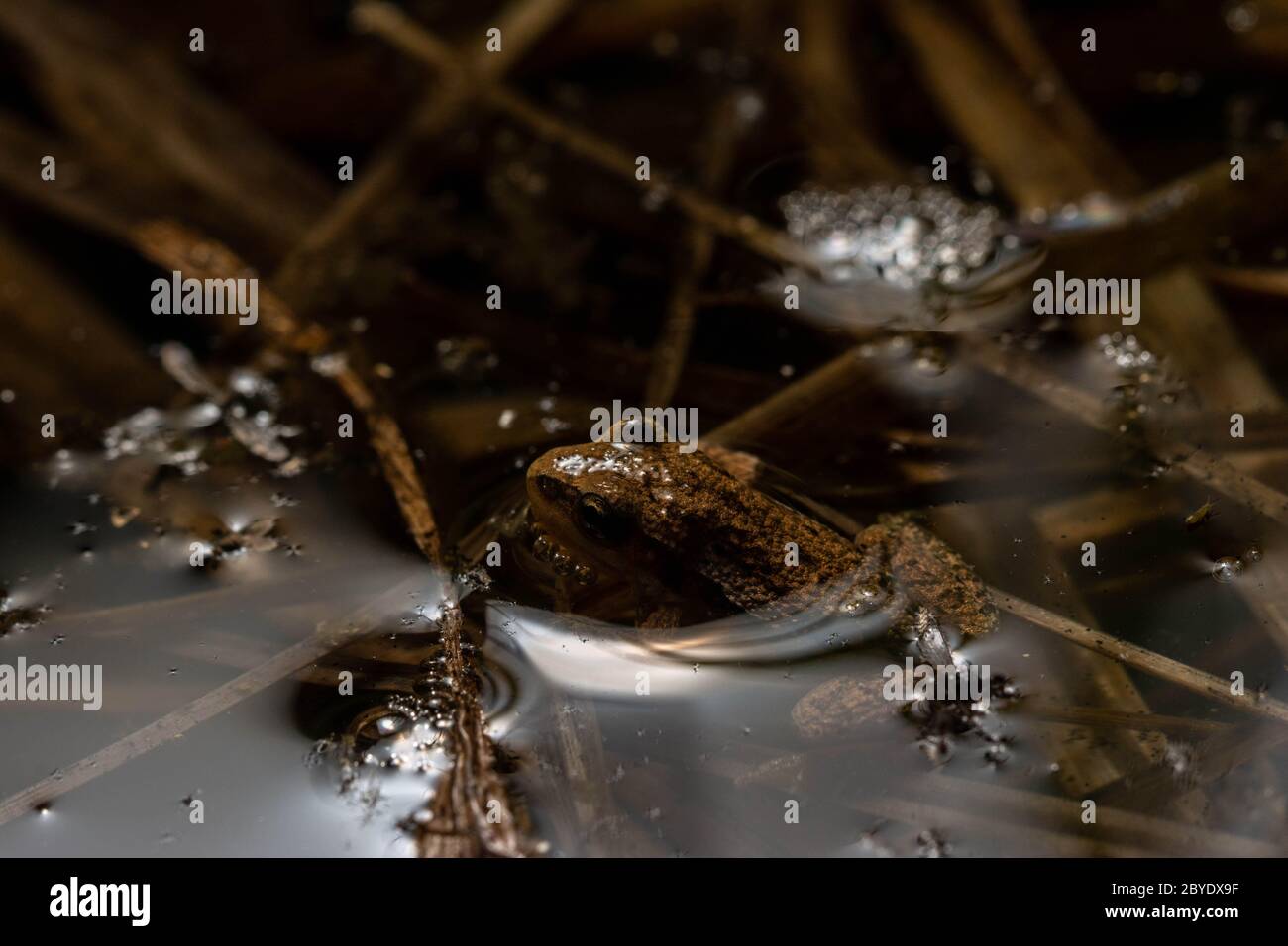Boreal Chorus Frog (Pseudacris maculata) from Jackson County, Colorado ...