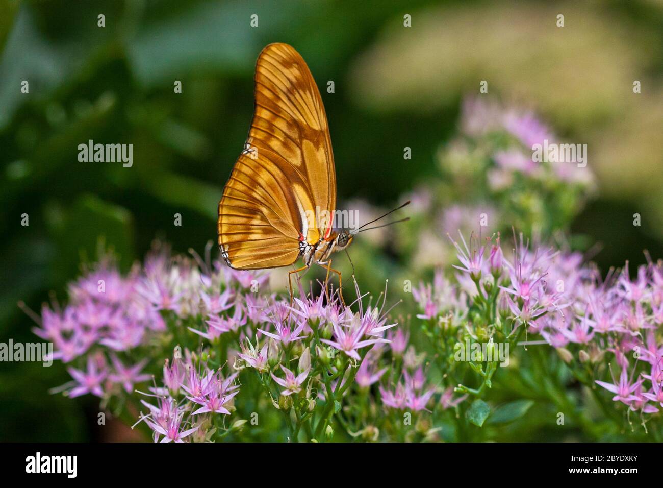 Julia Butterfly or Julia Heliconian (Dryas iulia Stock Photo - Alamy