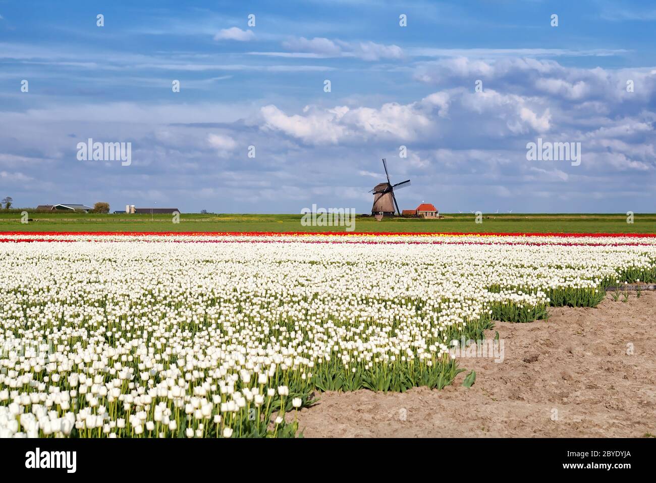 Building red tulips hi-res stock photography and images - Alamy
