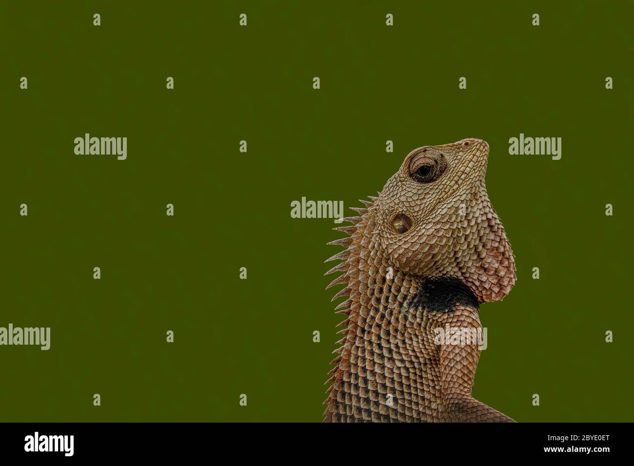 Oriental garden lizard (Calotes versicolor Stock Photo - Alamy