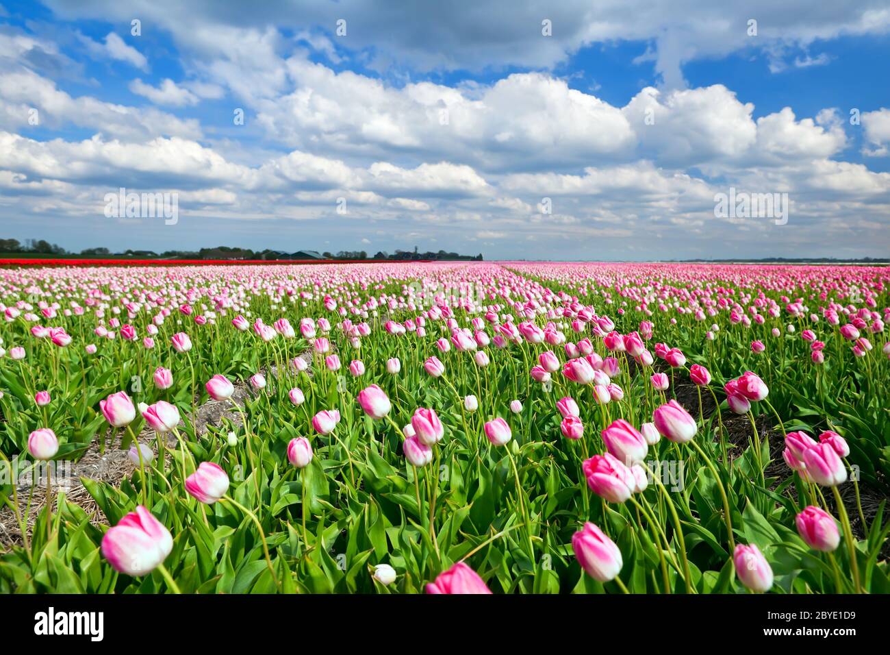 creamy pink tulips on Dutch field and blue sky Stock Photo - Alamy