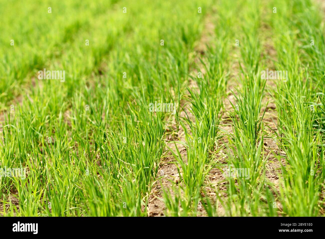 Wheatgrass field hi-res stock photography and images - Alamy