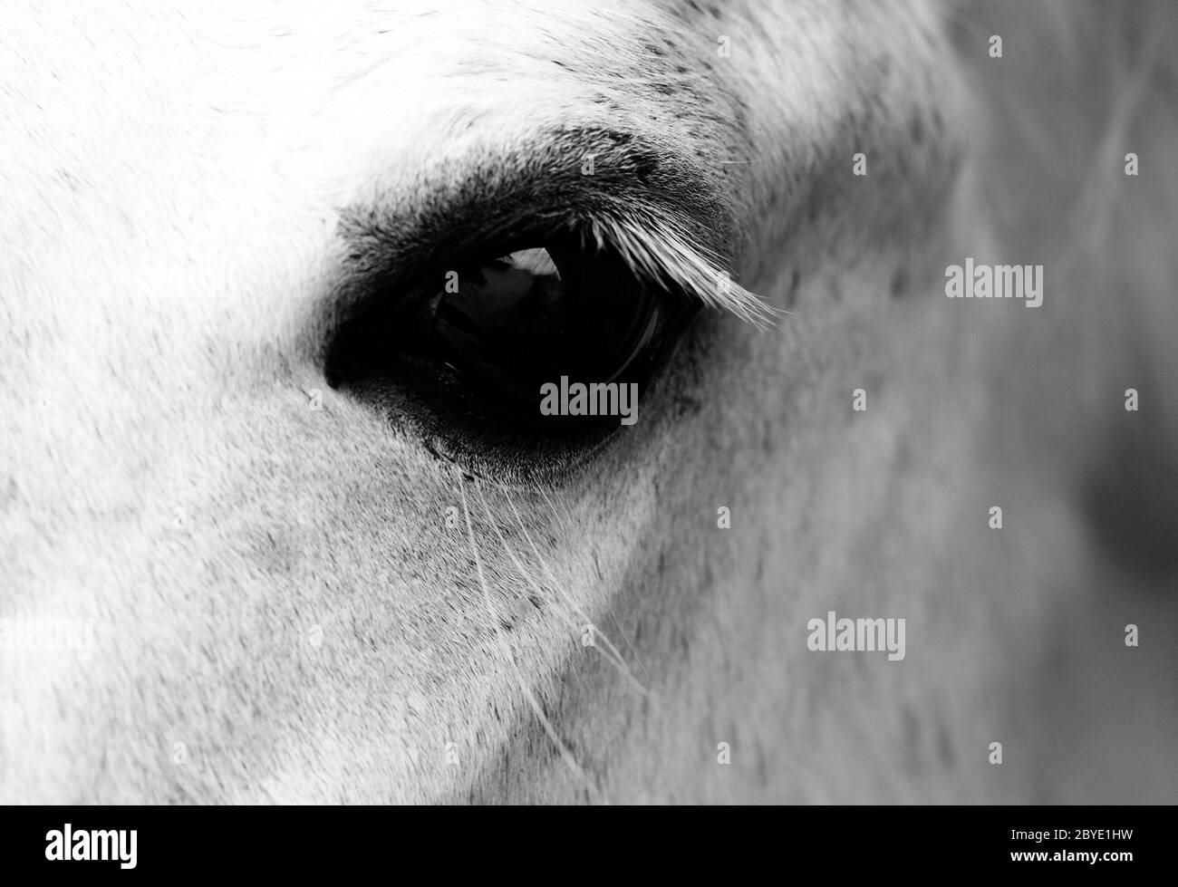 Horse mane and tail Black and White Stock Photos & Images - Alamy