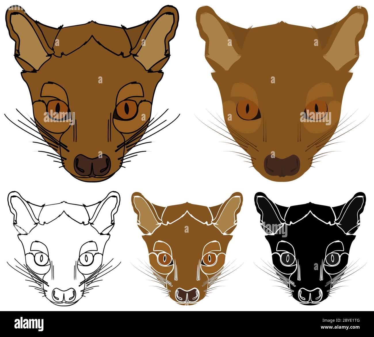 Fossa illustration animal mammal fossa hi-res stock photography and ...
