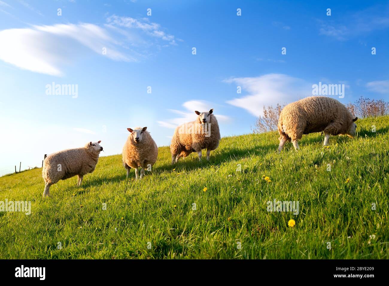 Sunny sheep hi-res stock photography and images - Alamy