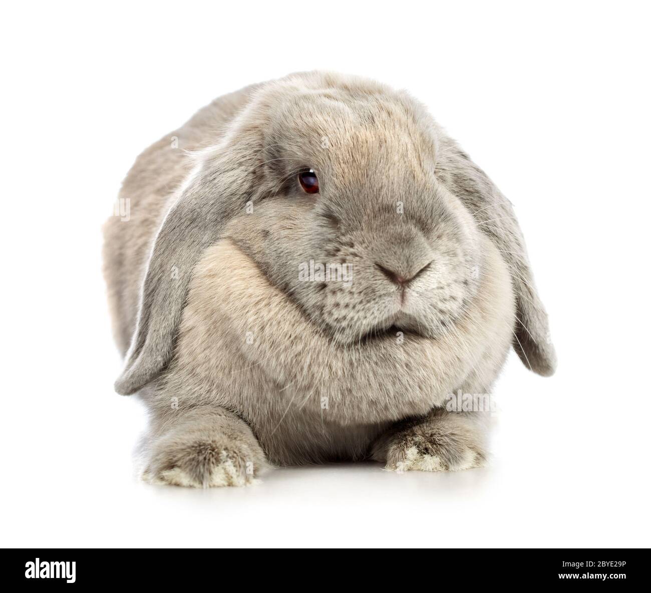 Lop ear hi-res stock photography and images - Alamy