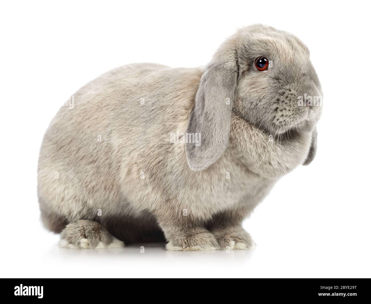 Closeup rabbit face hi-res stock photography and images - Alamy