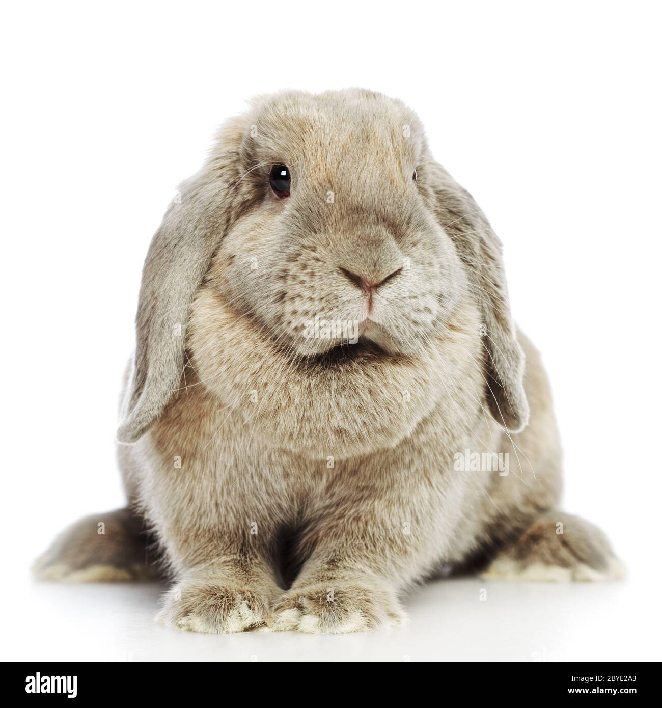 Dwarf lop eared rabbit sitting hi-res stock photography and images - Alamy