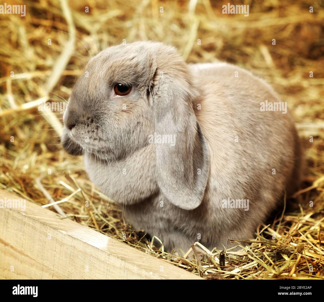 Closeup rabbit face hi-res stock photography and images - Alamy
