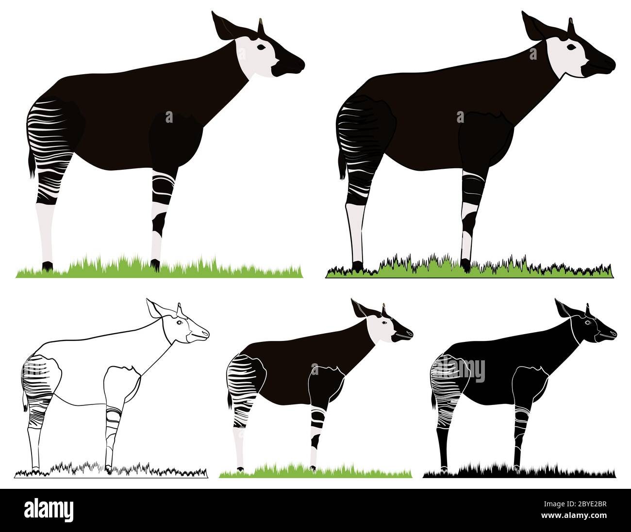 Okapi, African animal in front view Stock Vector Image & Art - Alamy