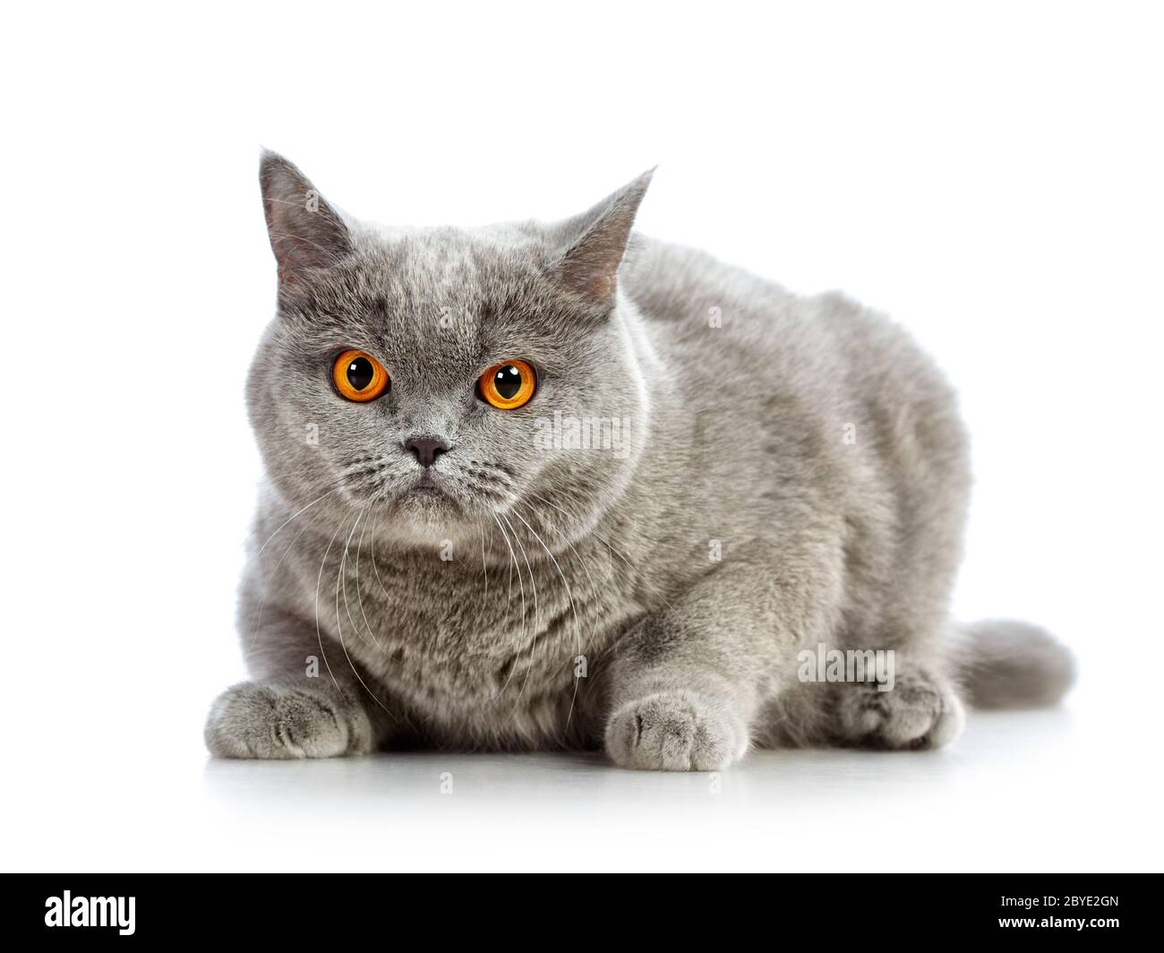 Cute Grey British Shorthair Cut Out Stock Images Pictures Alamy