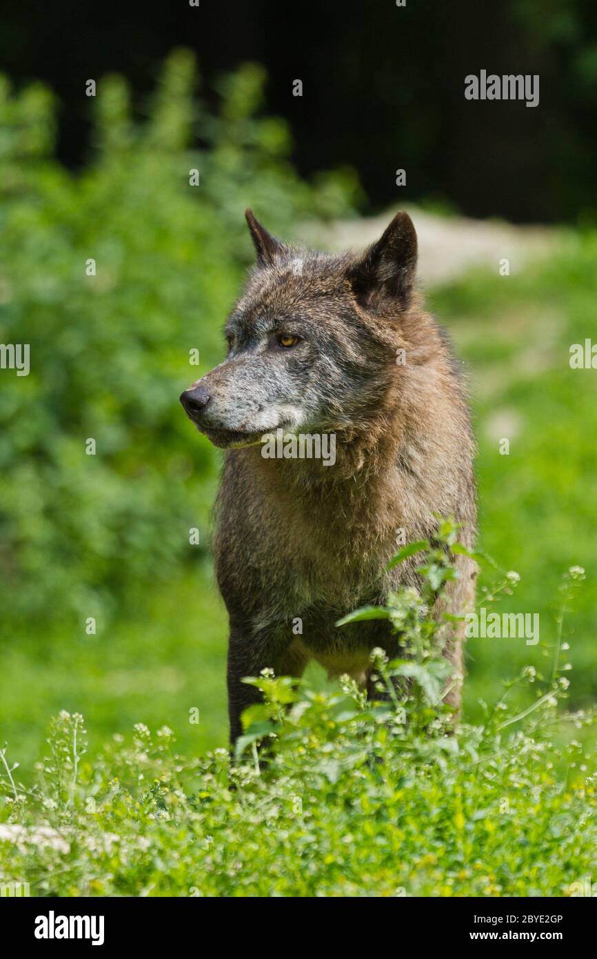 Eastern Wolf or american grey wolf (Canis lupus ly Stock Photo - Alamy