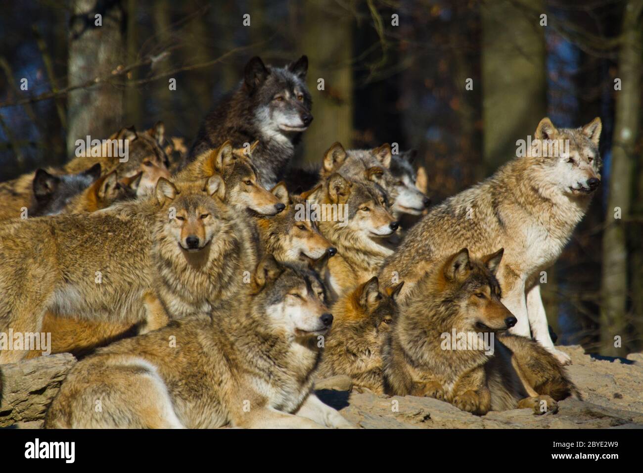 Eastern canadian red wolf hi-res stock photography and images - Alamy