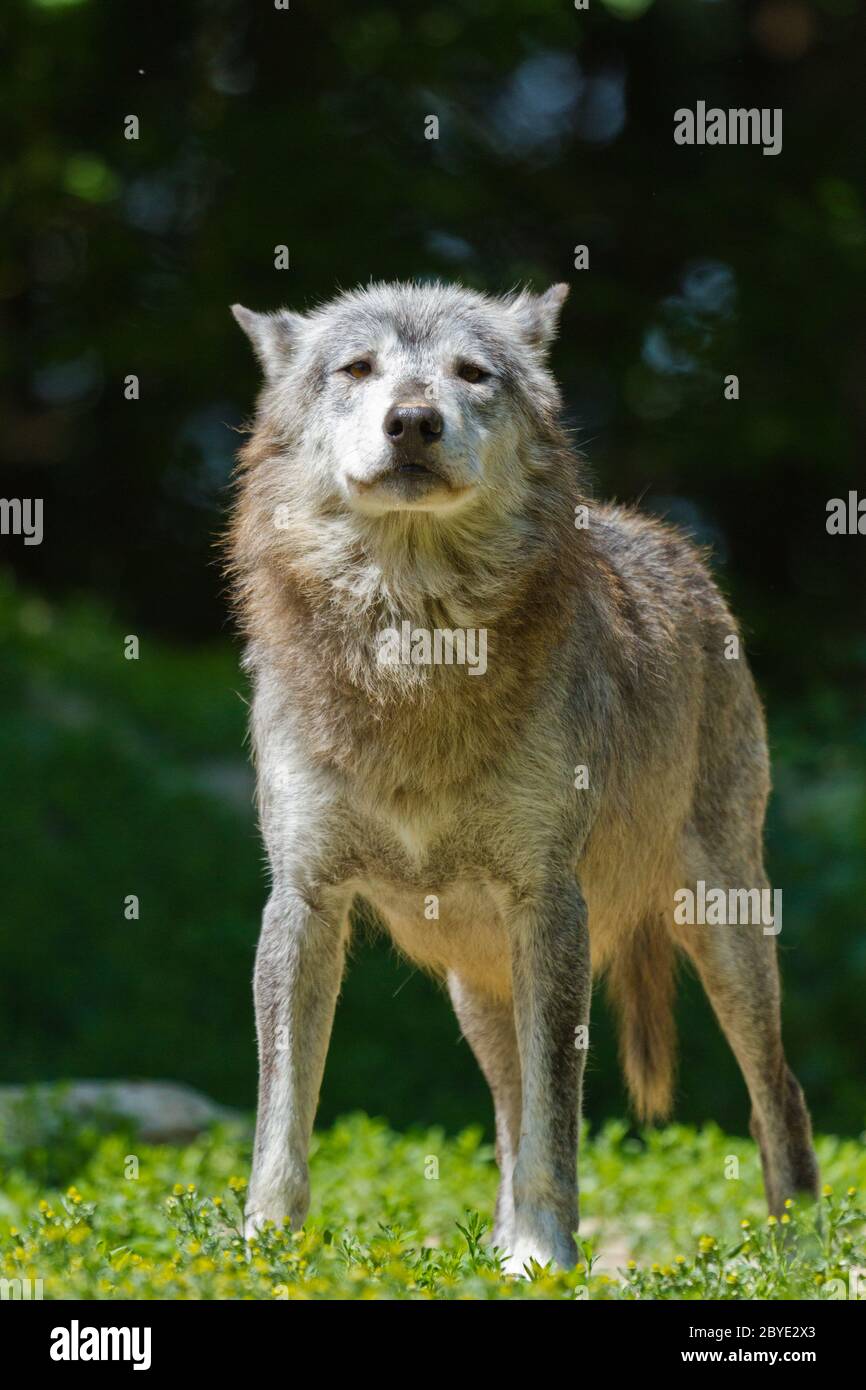 Eastern Wolf or american grey wolf (Canis lupus ly Stock Photo - Alamy