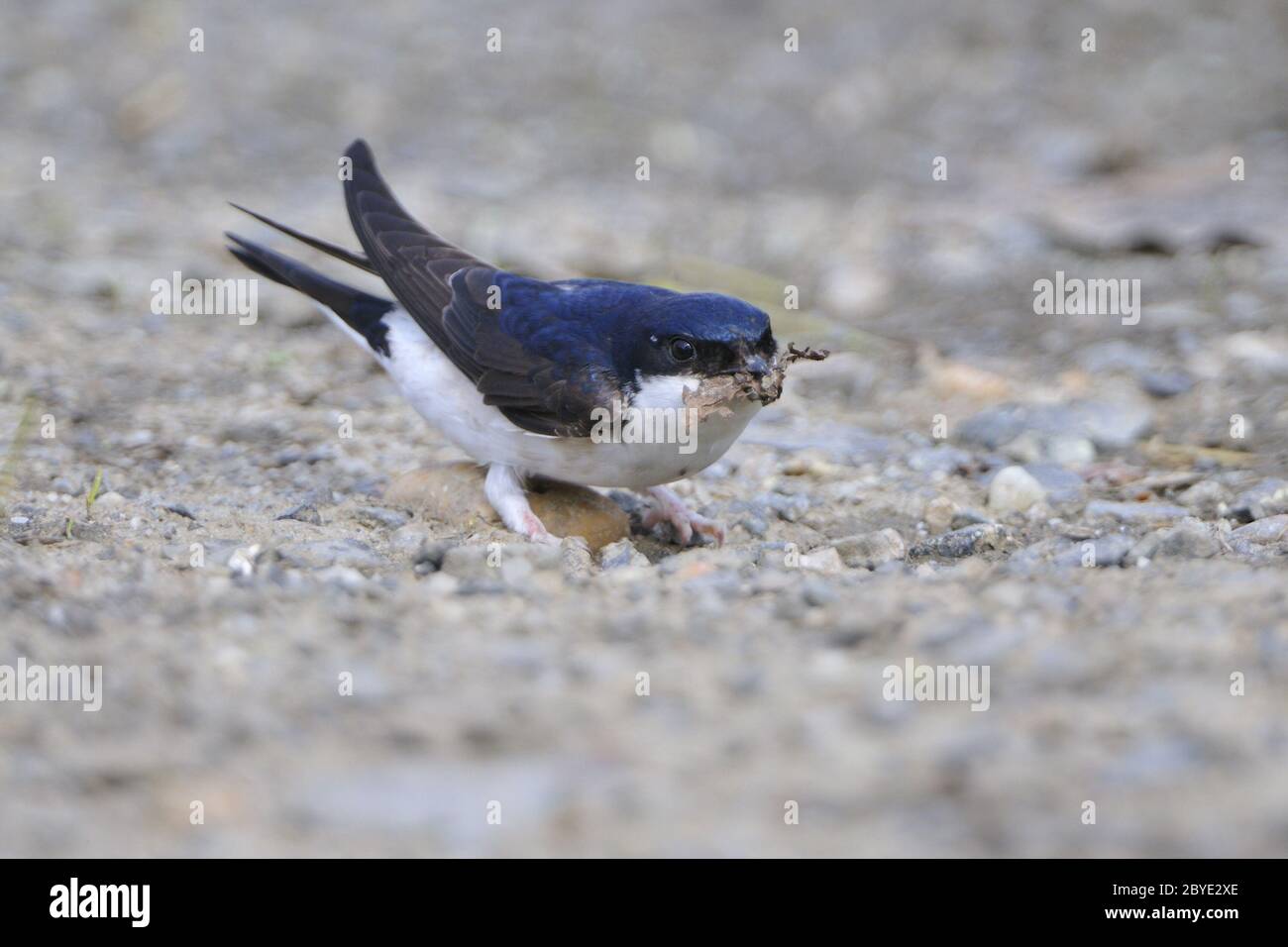 Common house martin hi-res stock photography and images - Alamy