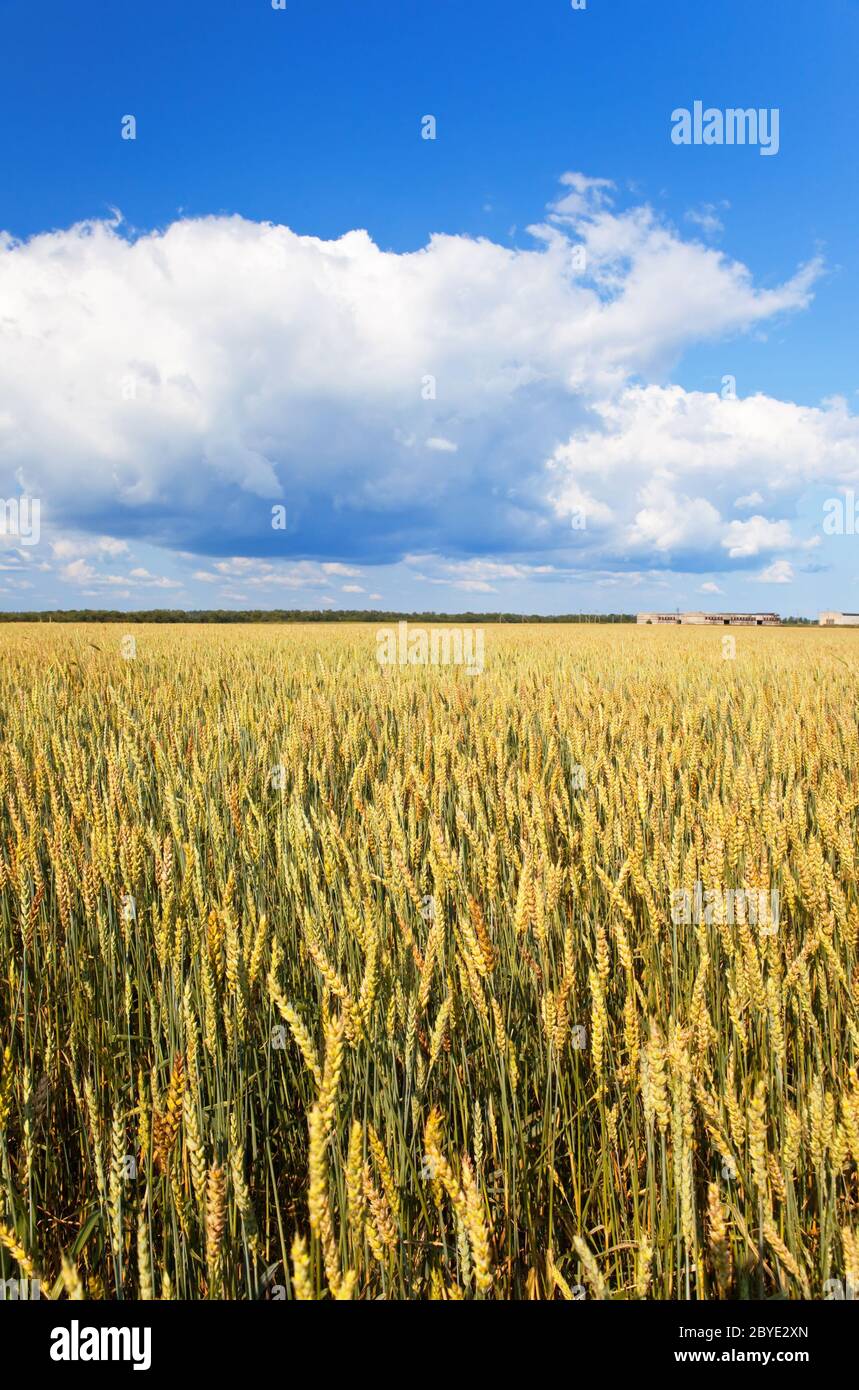 Field of wheat under azure sky Stock Photo - Alamy