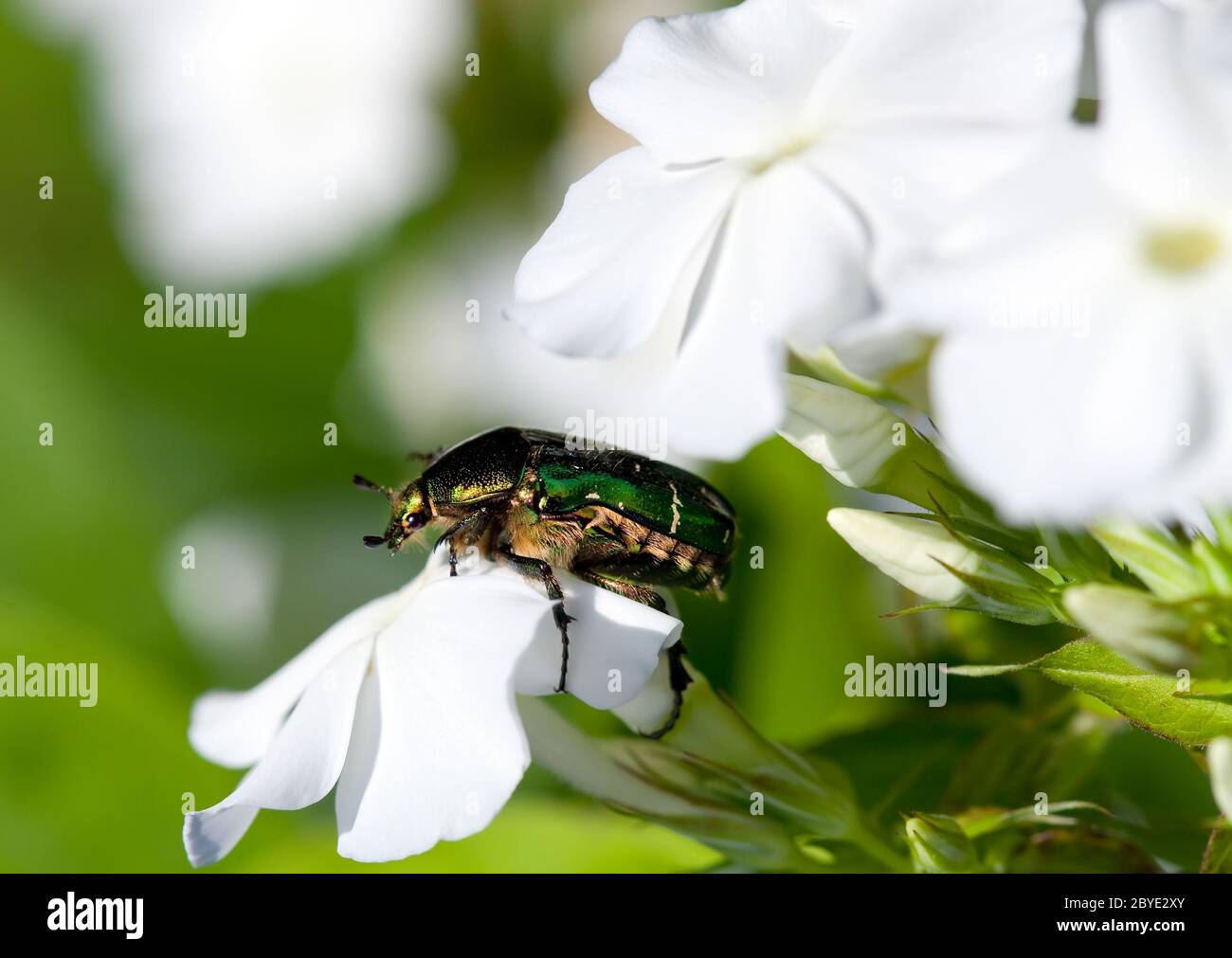 The big bug on a flower Stock Photo - Alamy